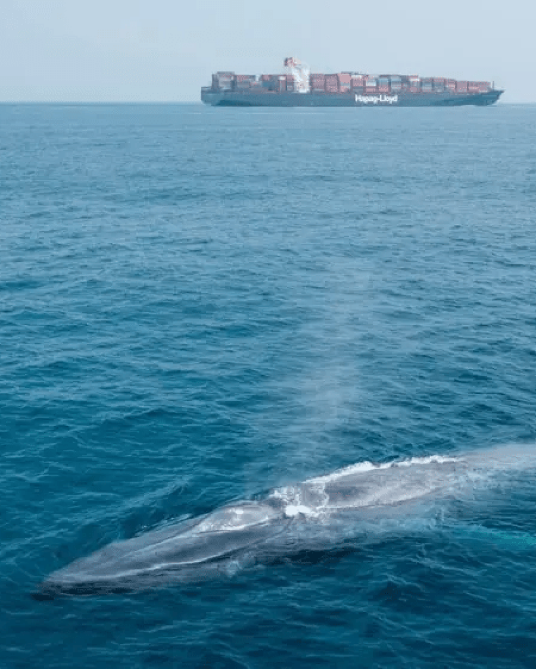 Whale Protection: Hapag-Lloyd upgraded from Gold to Sapphire Status ...
